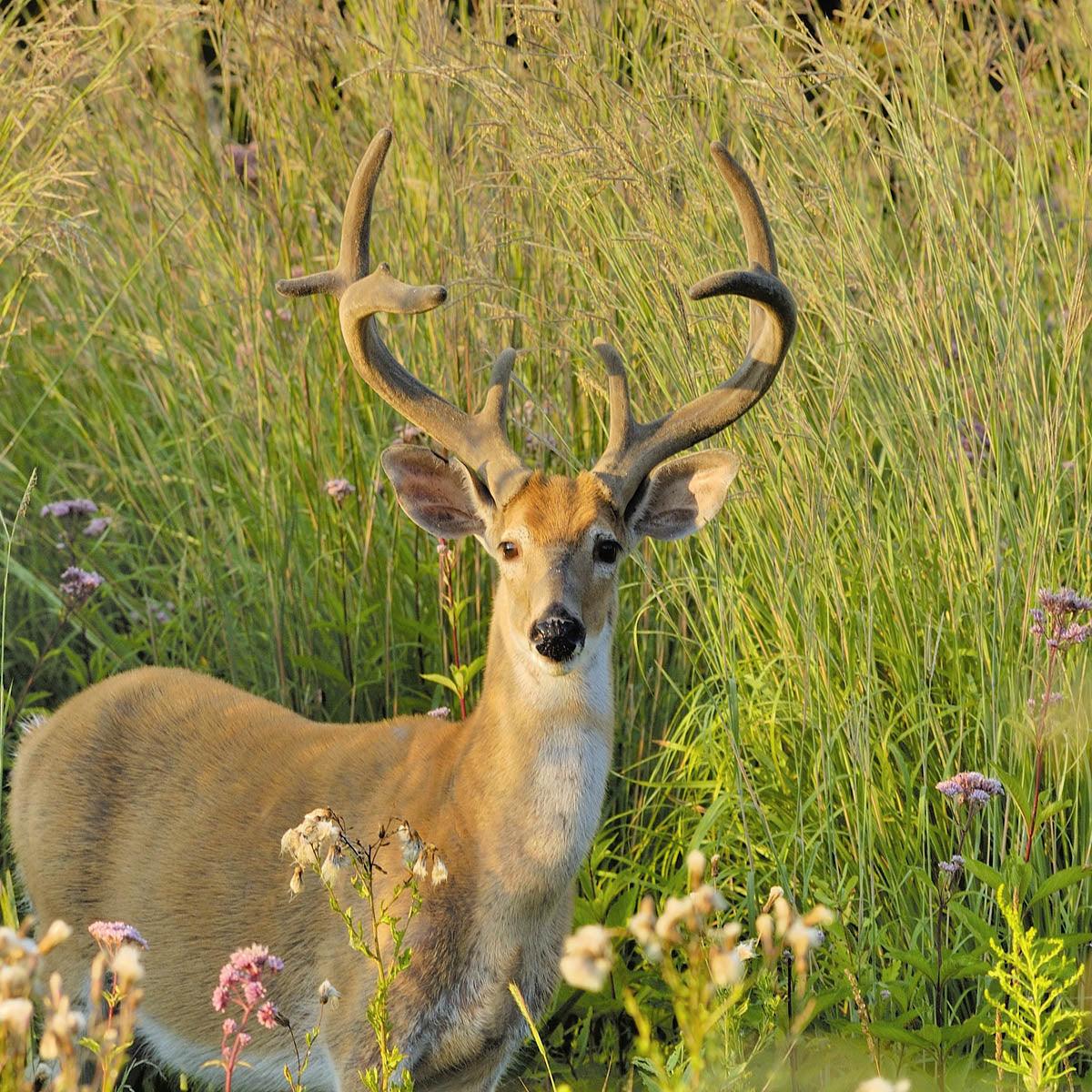 Edge Feather – Revive Outdoors