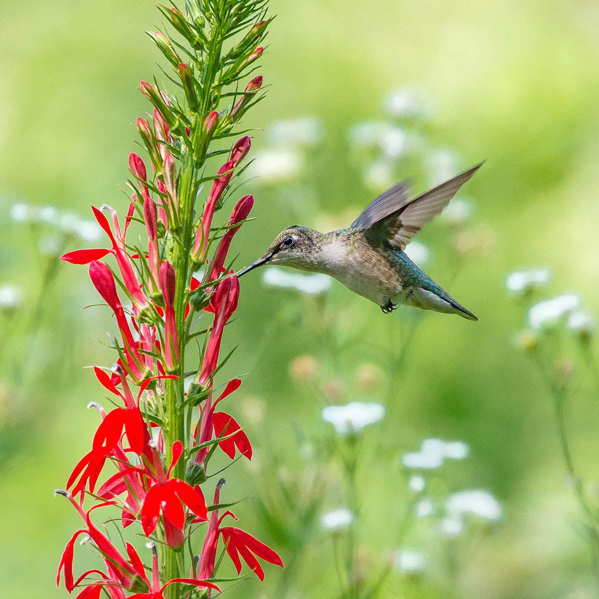 Hummingbird Flower Seed Mix – Revive Outdoors